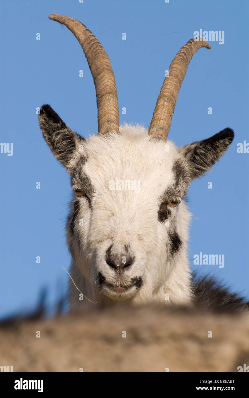Wild goat Capra hircus portrait on the NTS Grey Mare s Tail property ...