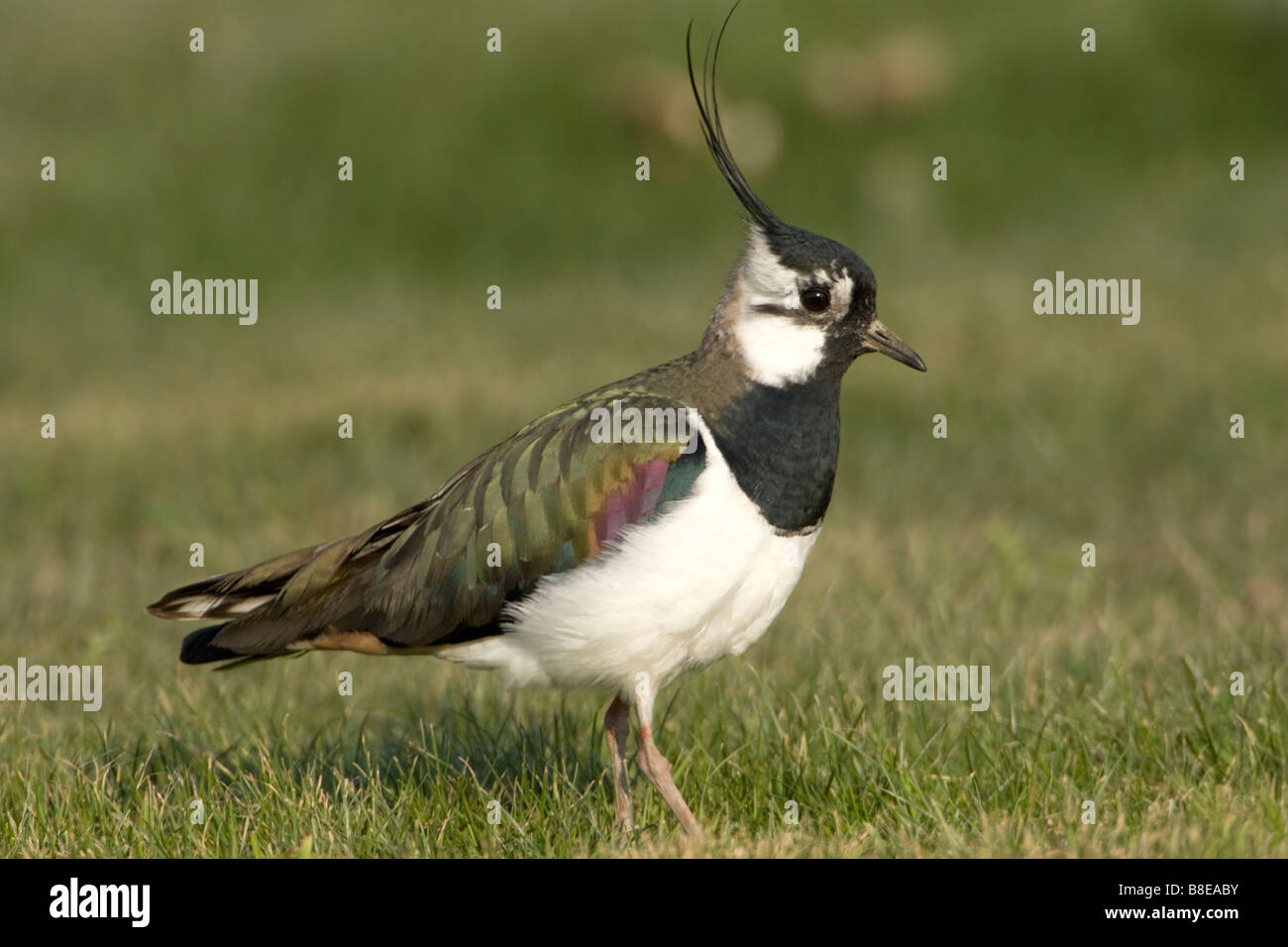 Crested Lapwings High Resolution Stock Photography and Images - Alamy