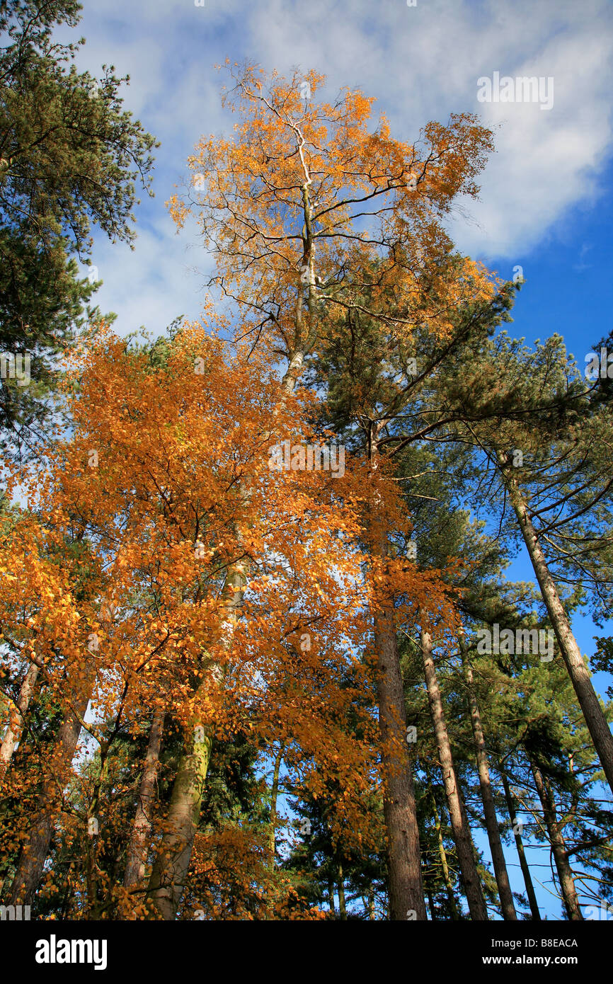 Silver Birch Trees Betula pendula Autumn Colours English Woodland New ...