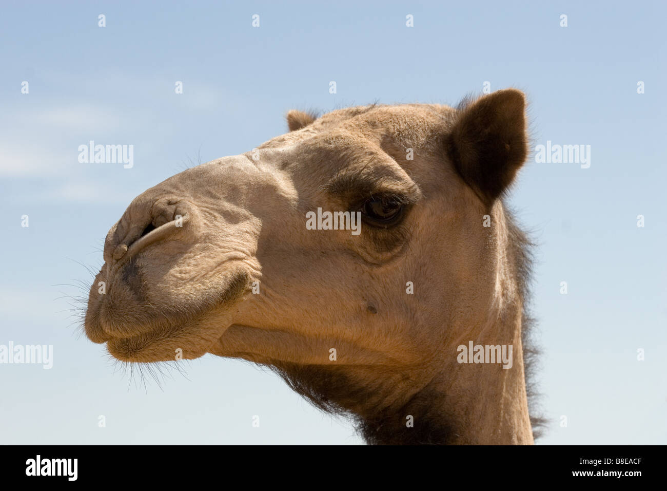 Tropic tropical exotic adventure tourism vacation idyllic african ...