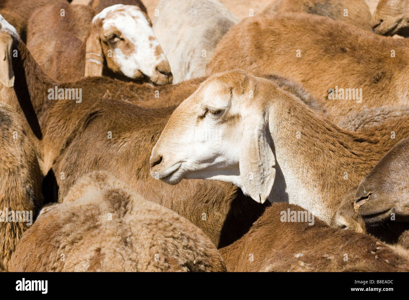 sheep in sudan Stock Photo - Alamy