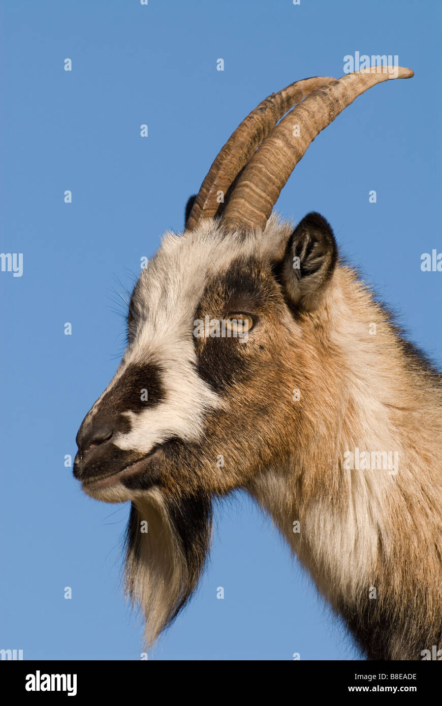 Wild goat Capra hircus portrait on the NTS Grey Mare s Tail property ...