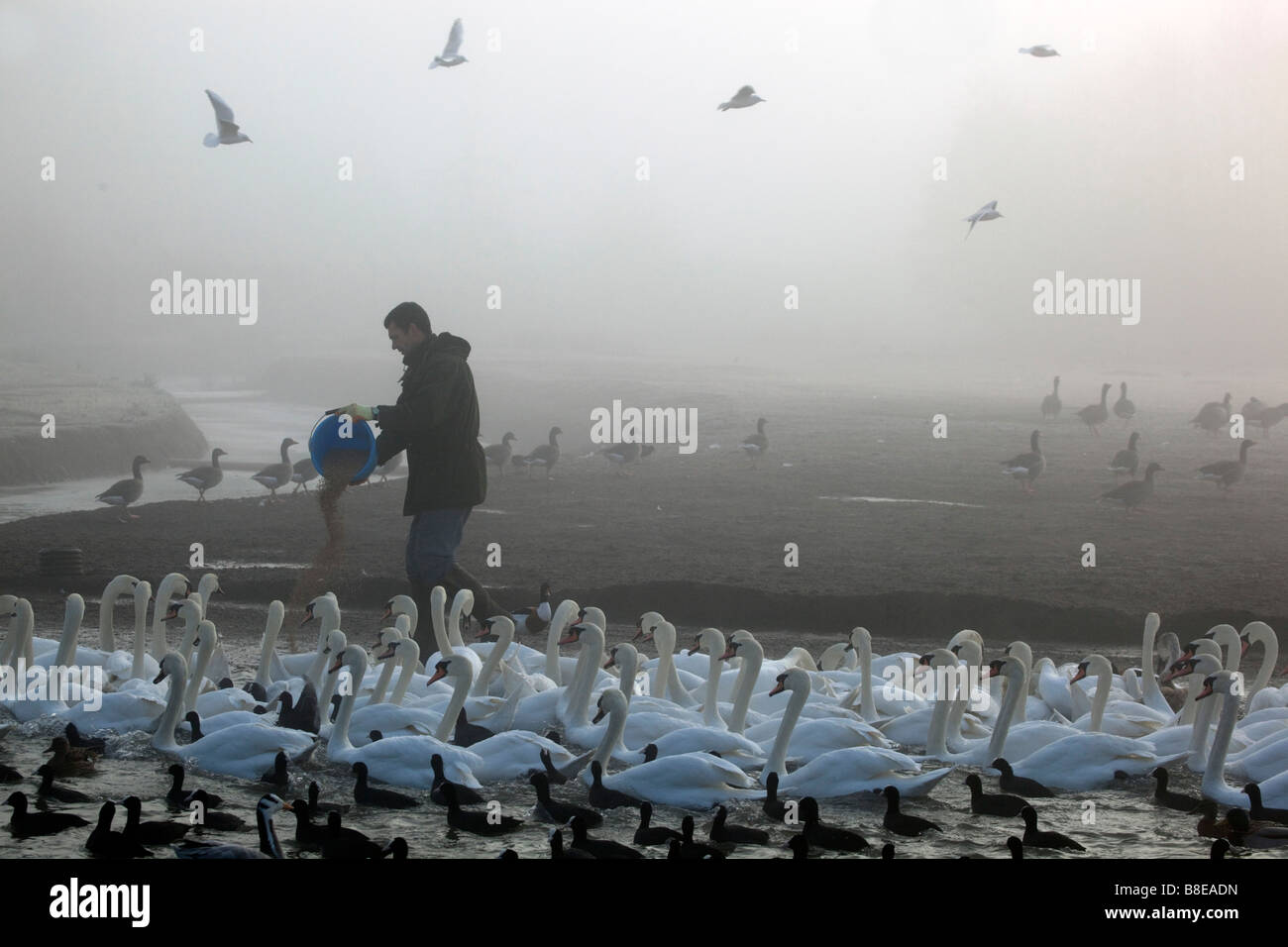 Swans at slimbridge hi-res stock photography and images - Alamy