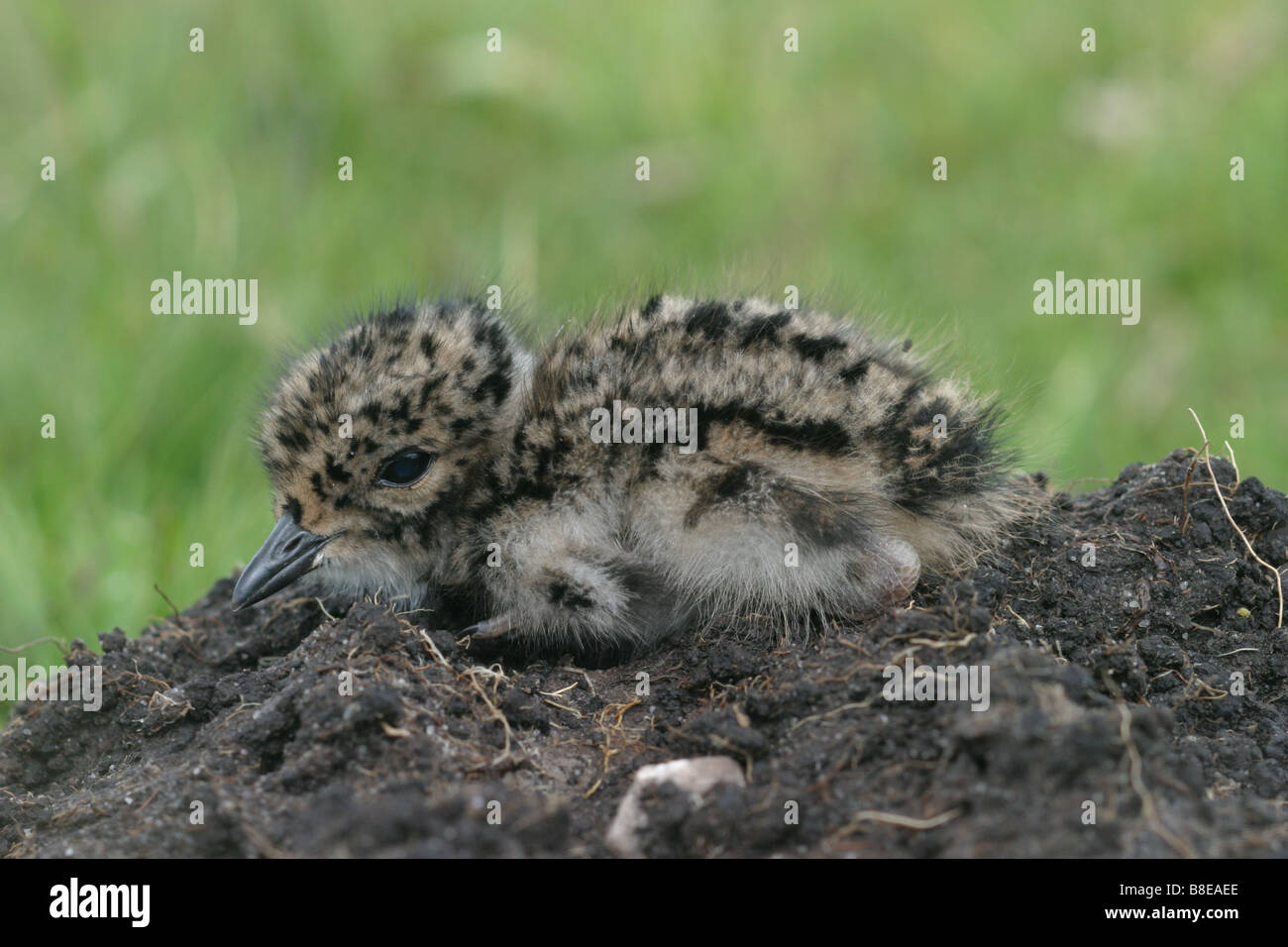 Crested Lapwings High Resolution Stock Photography and Images - Alamy