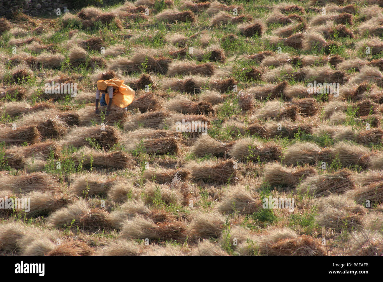 An Indian women works in the corn fields Stock Photo - Alamy