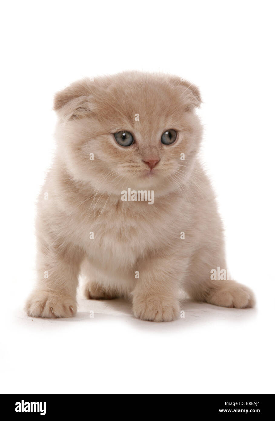 Scottish Fold Cream Kitten Standing Portrait Studio Stock Photo - Alamy