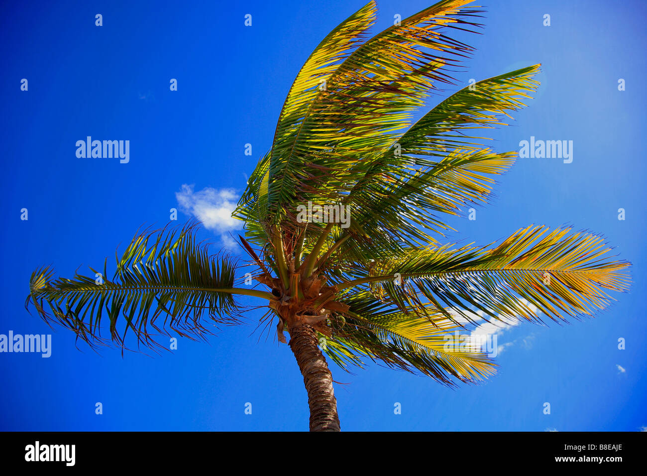 Palm Tree in a blue sky hot sunny climate summer Stock Photo - Alamy