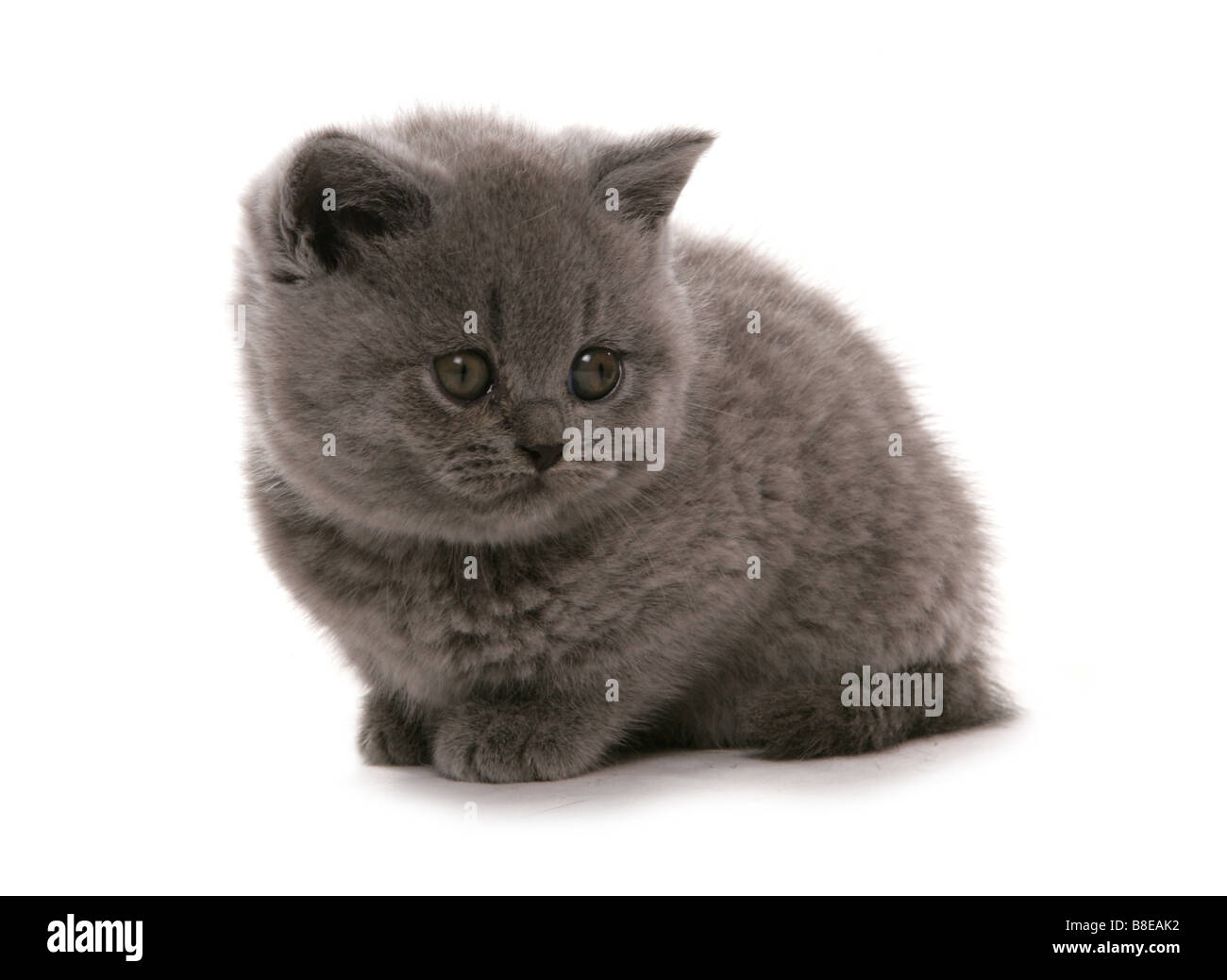 British Shorthair Blue Kitten Laying Portrait Studio Stock Photo - Alamy