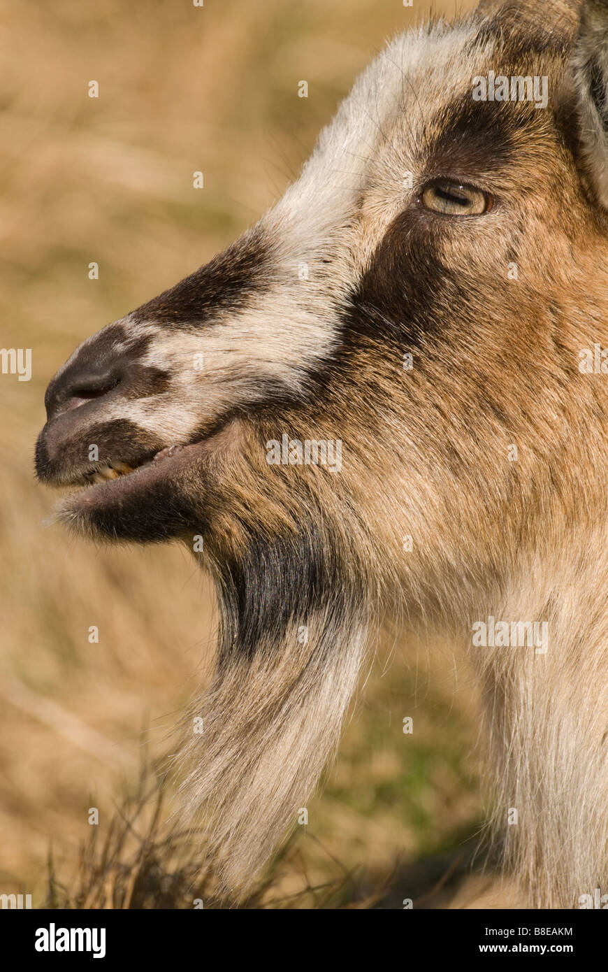 Wild goat Capra hircus portrait on the NTS Grey Mare s Tail property ...