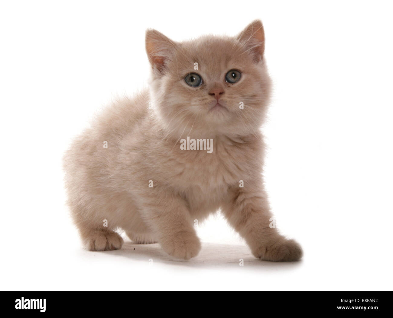 British Shorthair Cream Kitten Sitting Portrait Studio Stock Photo - Alamy