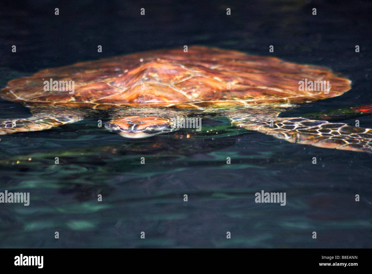 Galapagos Pacific Green Sea Turtle swimming through the mangrove lagoon ...