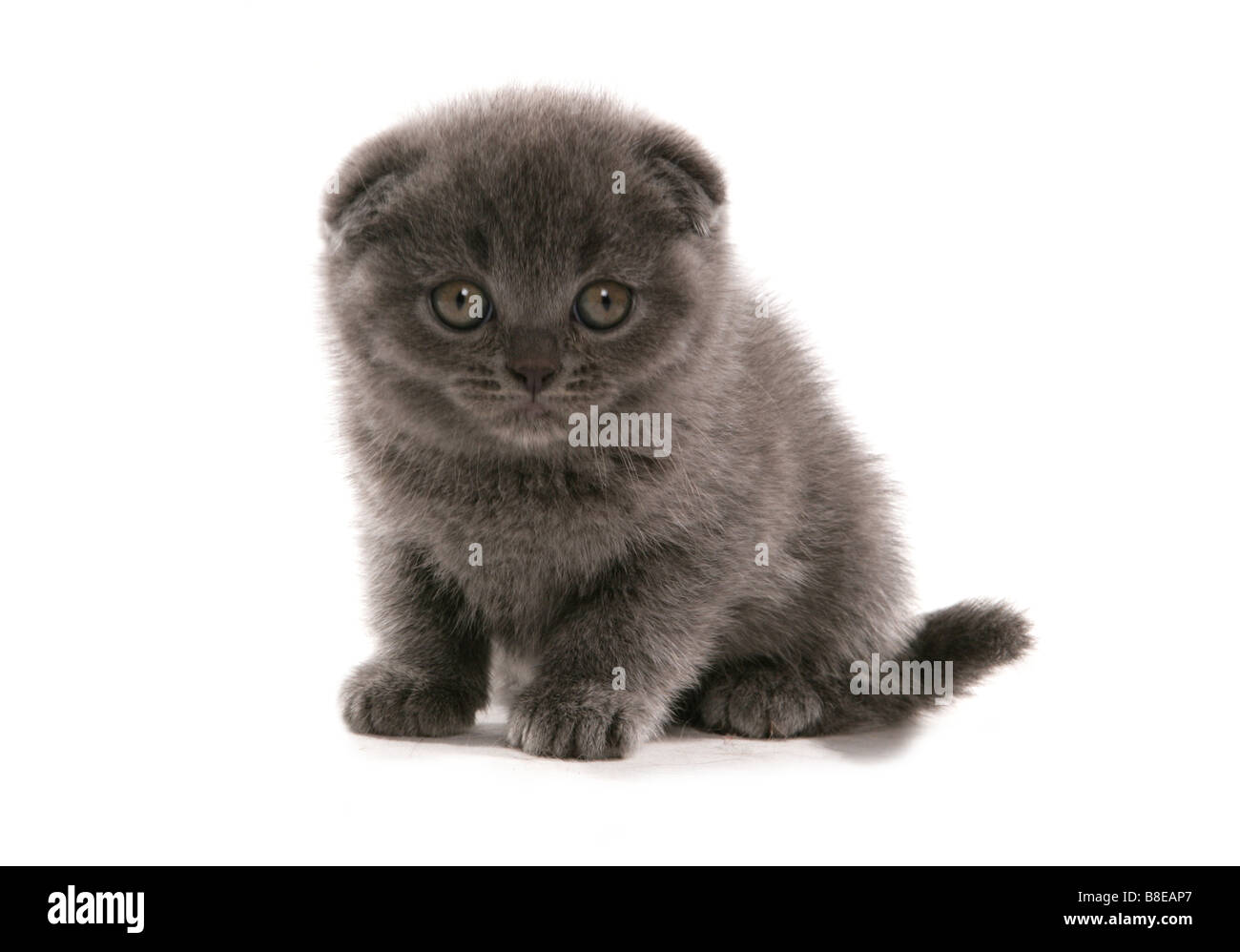 Scottish Fold blue kitten Sitting Portrait Studio Stock Photo - Alamy