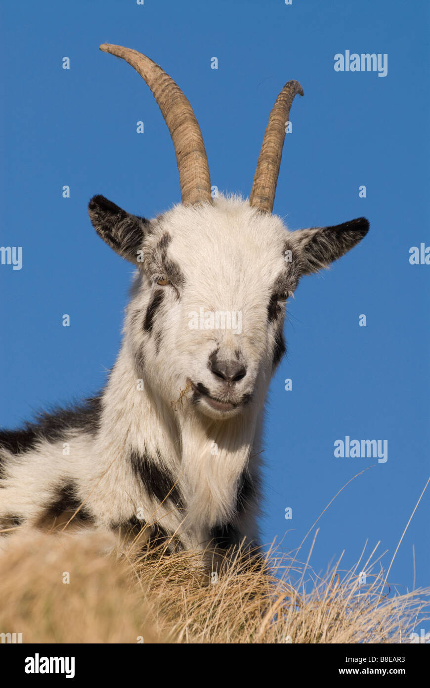 Black nts hi-res stock photography and images - Alamy