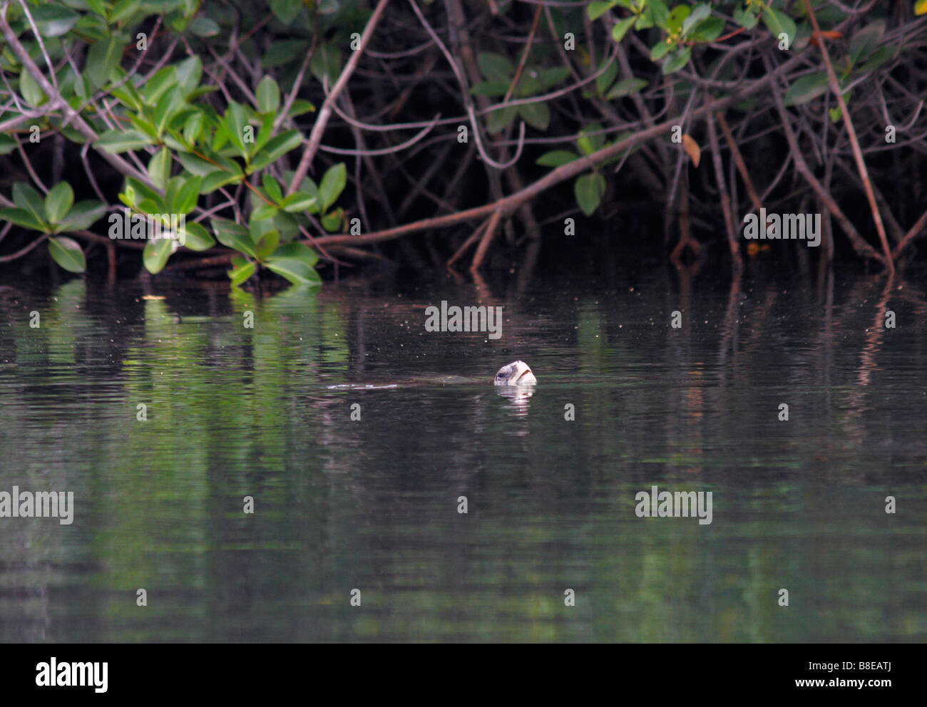 Mangrove roots water poking hi-res stock photography and images - Alamy