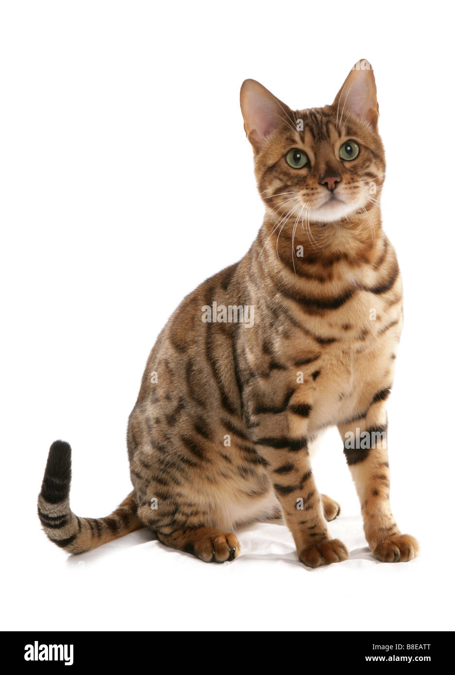 Rosetted Bengal Cat Sitting Portrait Studio Stock Photo - Alamy