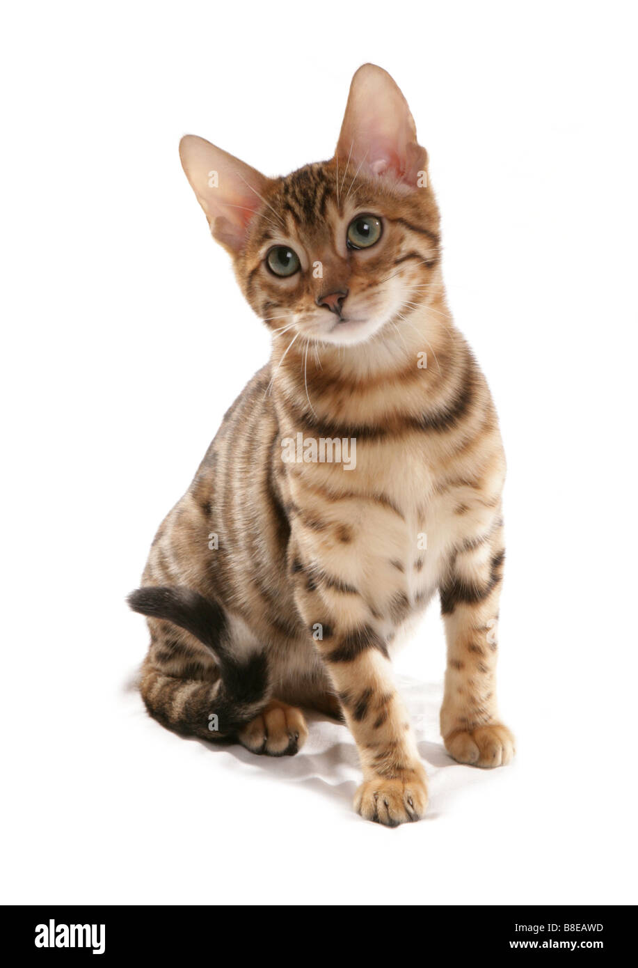 Rosetted Bengal Kitten Sitting Portrait Studio Stock Photo - Alamy