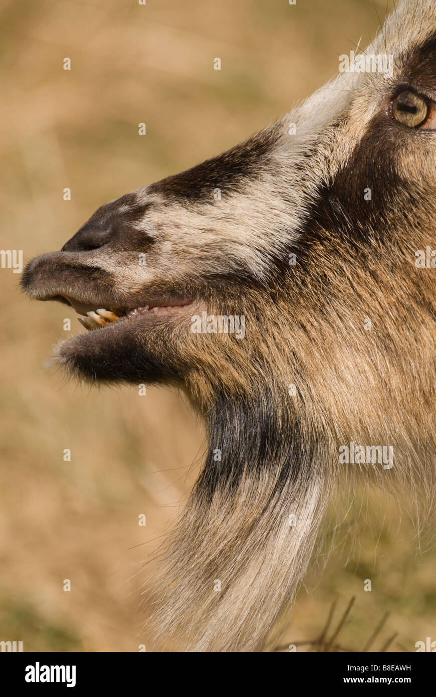 Goat chewing cud hi-res stock photography and images - Alamy