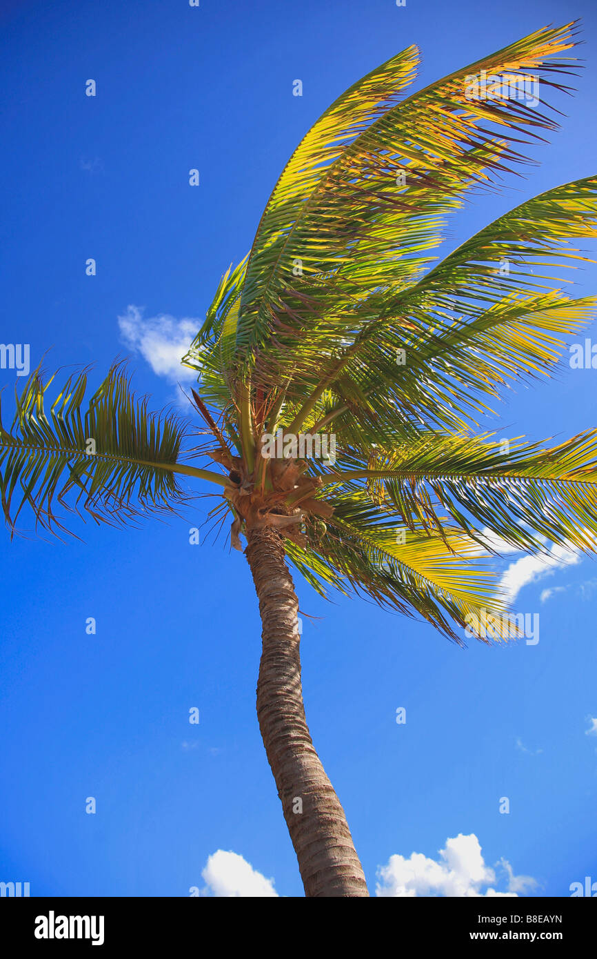 Palm Tree in a blue sky hot sunny climate Stock Photo - Alamy