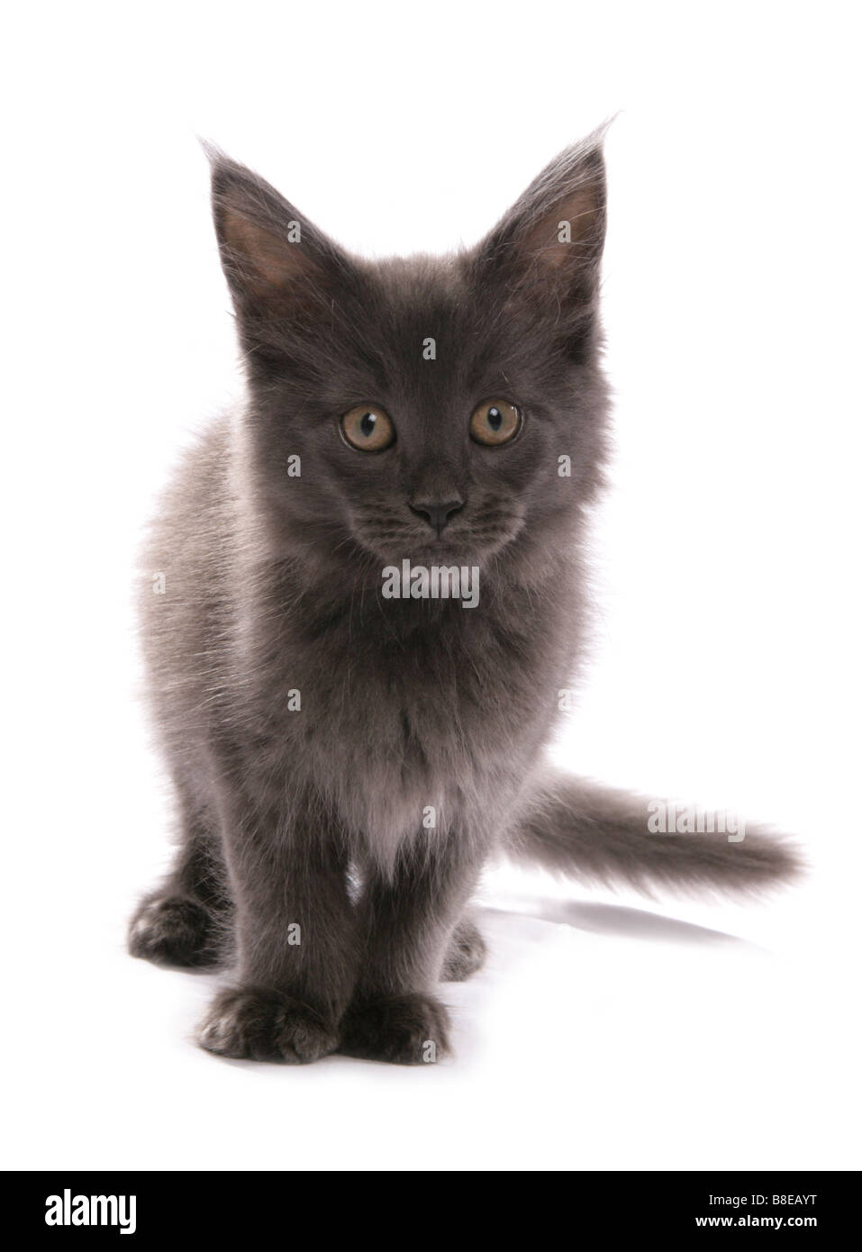 Maine Coon Kitten Standing Portrait Studio Stock Photo - Alamy