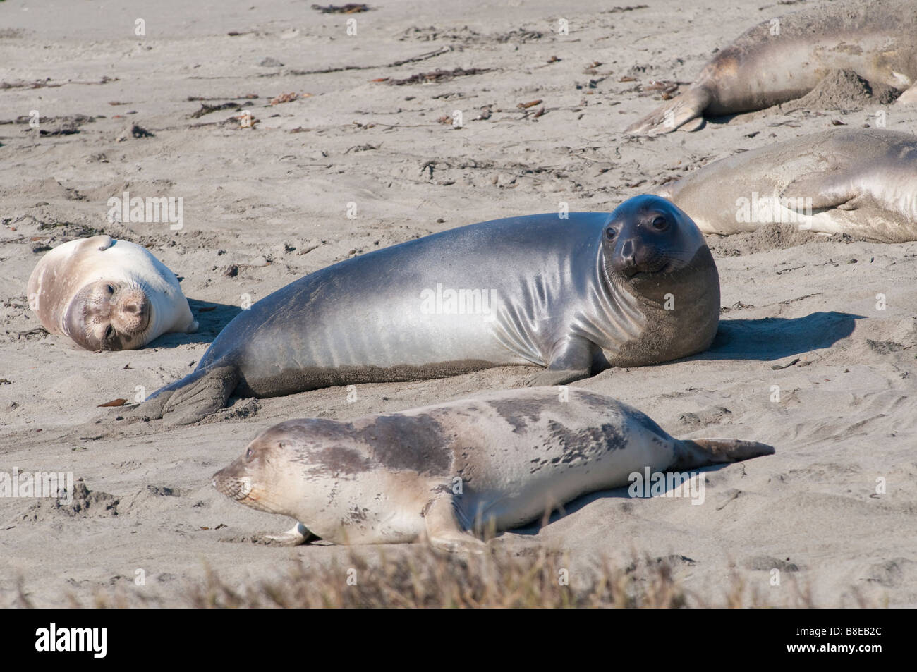 Nördlicher See Elefant Mirounga angustirostris Northern Elephant Seal ...