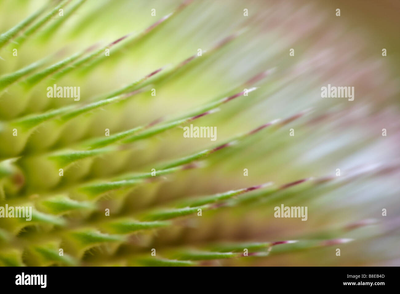 Conical spines hi-res stock photography and images - Alamy