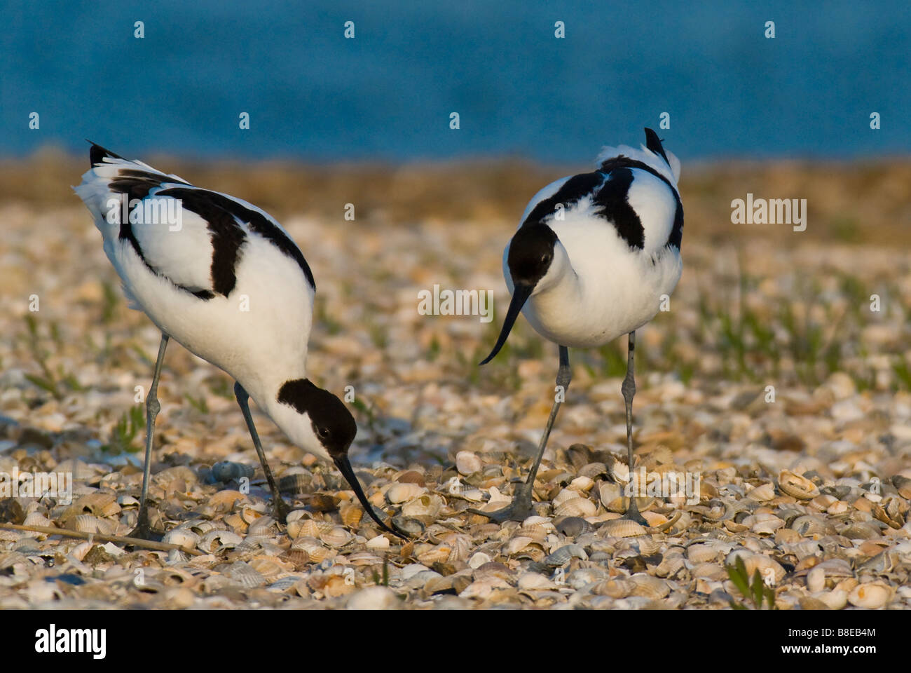 Saebelschnaebler Recurvirostra avosetta Pied avocet Stock Photo - Alamy