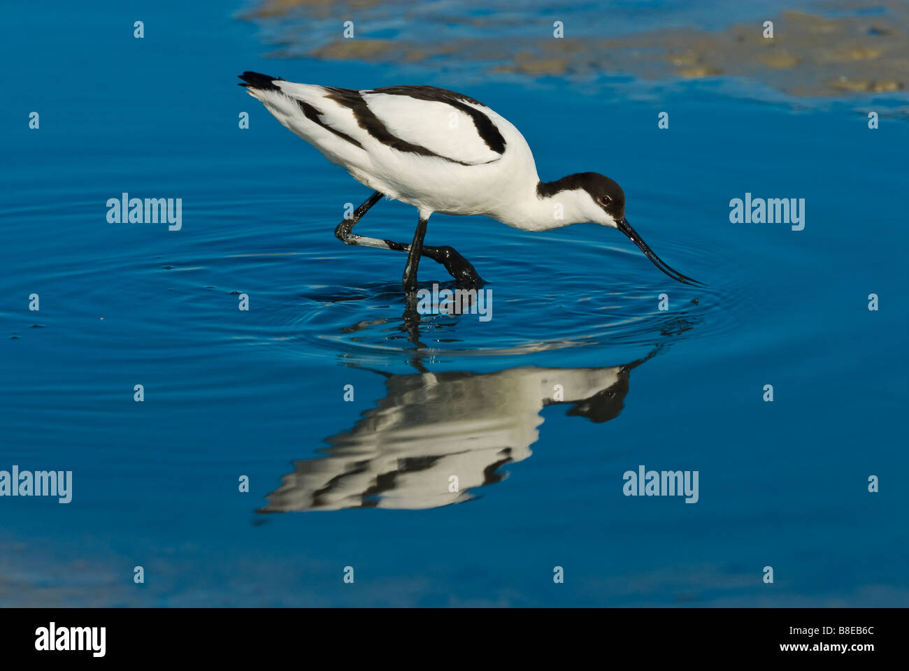 Saebelschnaebler Recurvirostra avosetta Pied avocet Stock Photo - Alamy