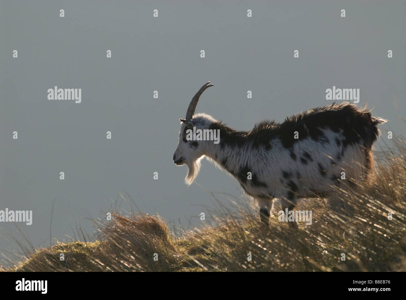 Wild goat Capra hircus backlit on hillside NTS Grey Mare s Tail ...