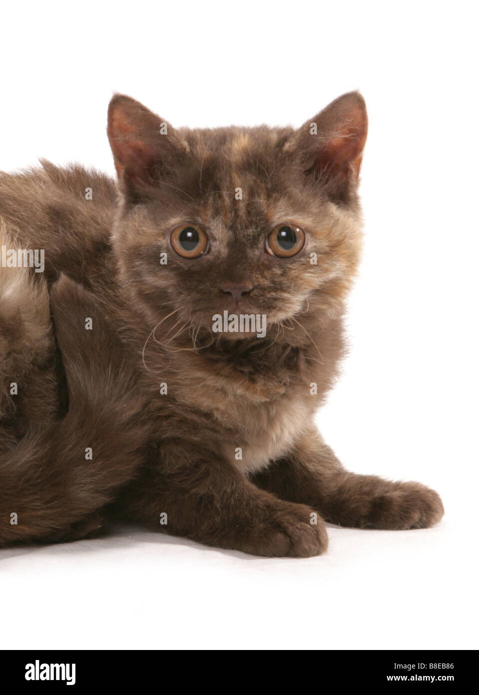 Tortie cat hi-res stock photography and images - Alamy