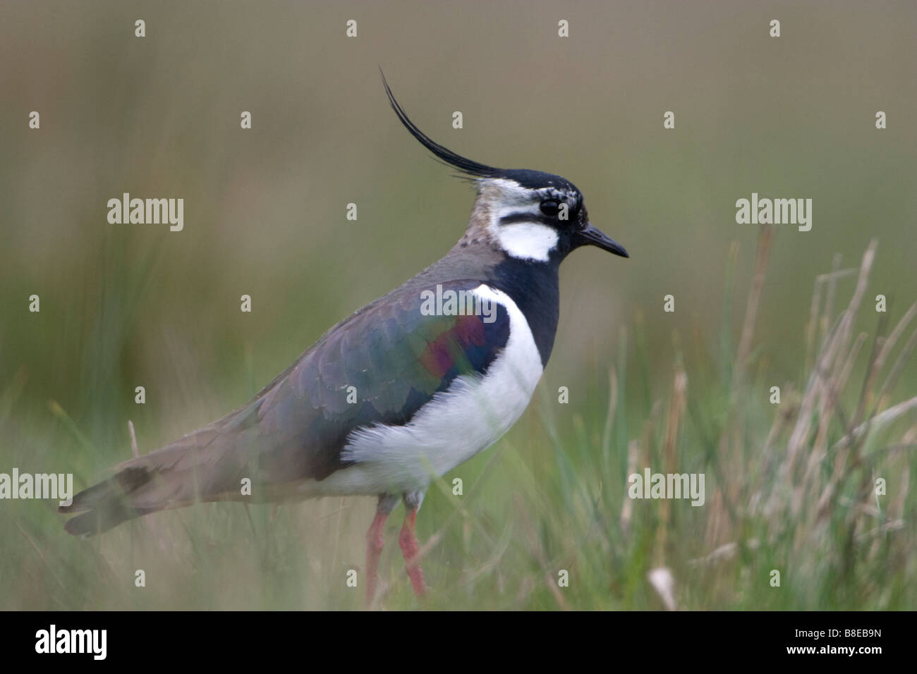 Crested Lapwings High Resolution Stock Photography and Images - Alamy