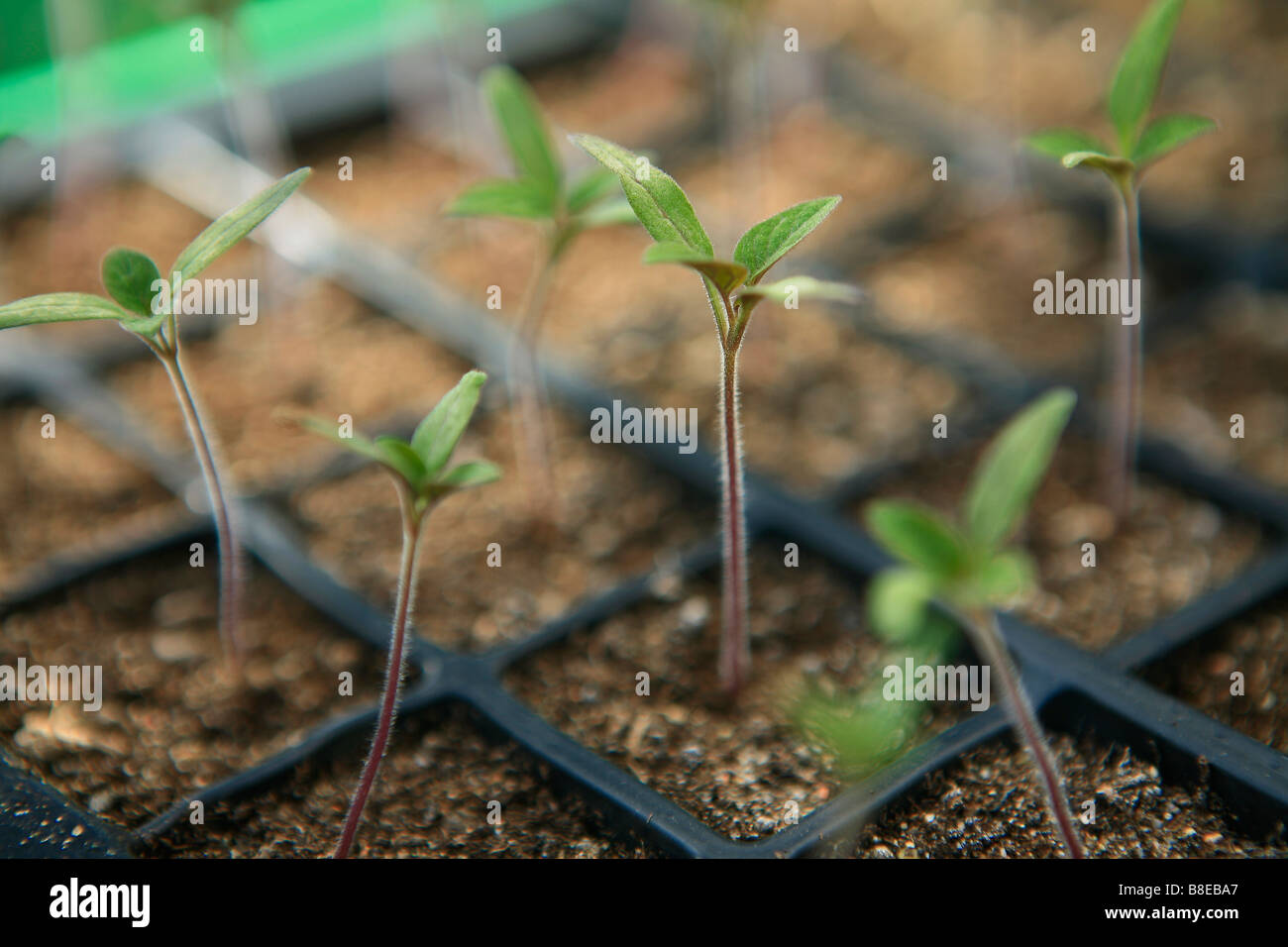 Shoots growing up hi-res stock photography and images - Alamy