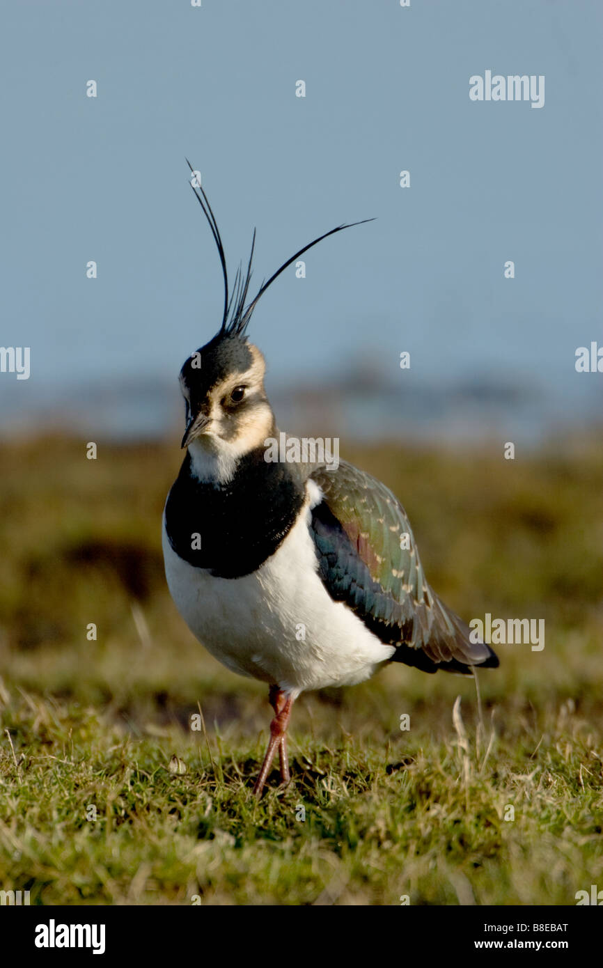 Crested lapwings hi-res stock photography and images - Alamy