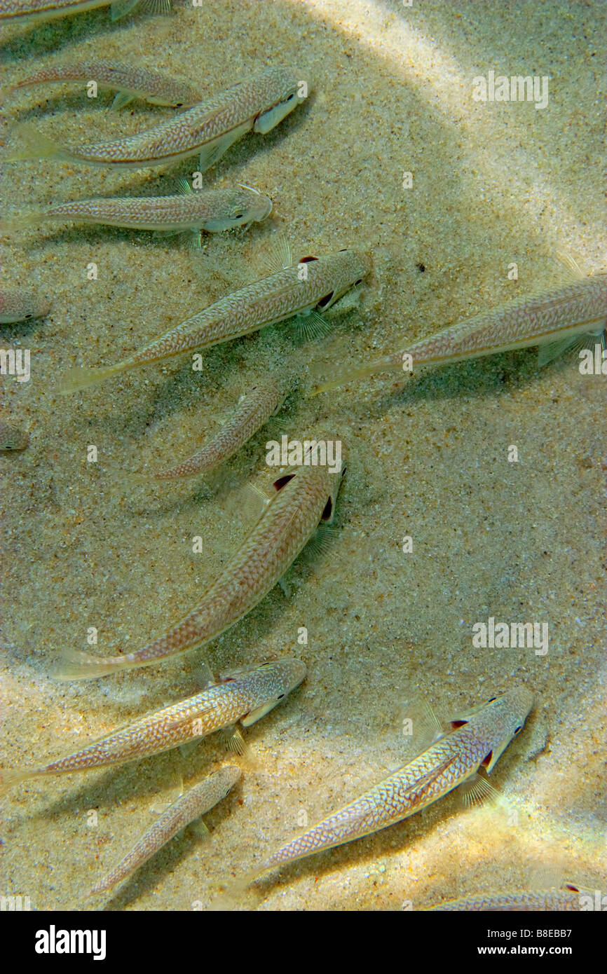Mullet school swim hi-res stock photography and images - Alamy