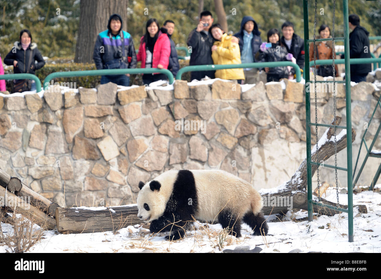 A giant panda at Beijing Zoo. 19-Feb-2009 Stock Photo - Alamy