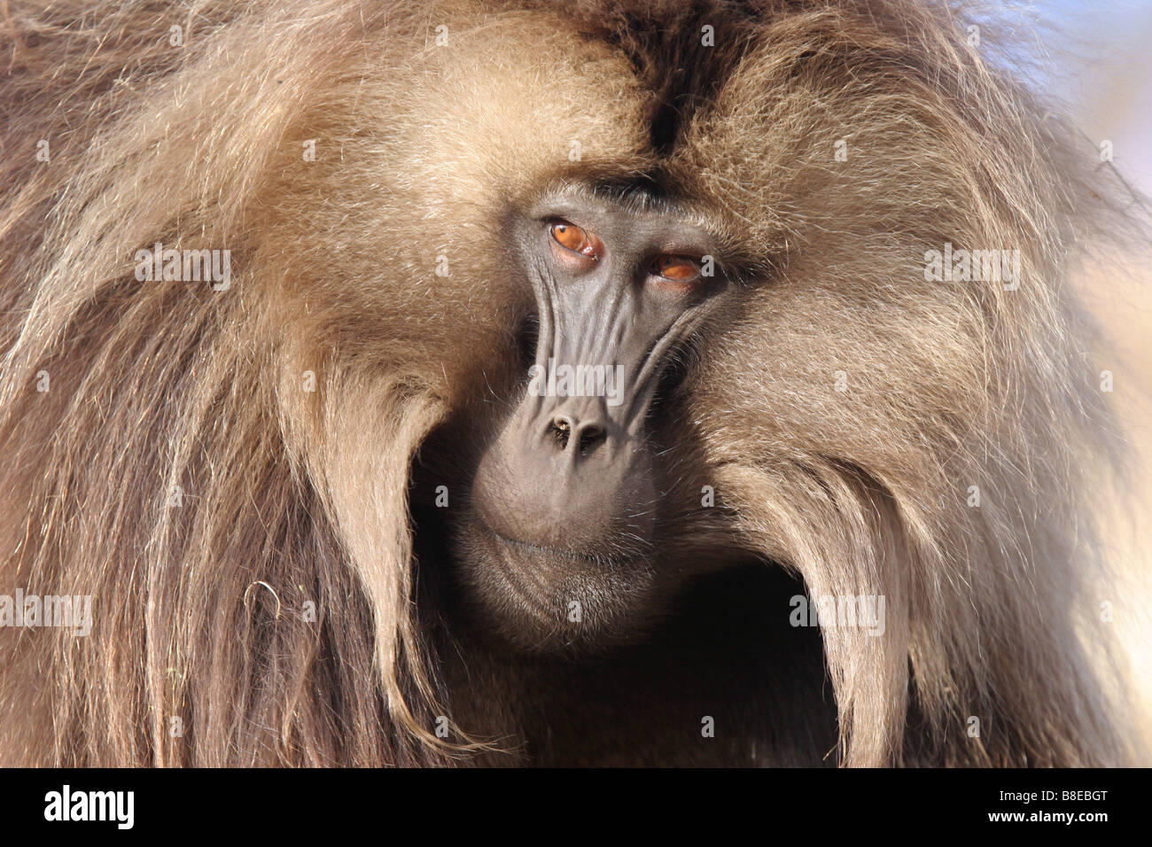 Baboon tourism hi-res stock photography and images - Alamy