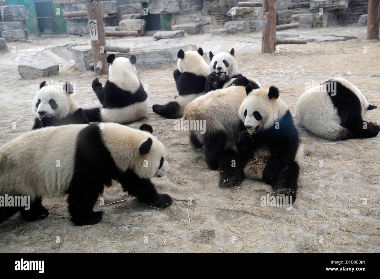 8 giant pandas from the quake-hit area feeding on steamed cornbreads at ...