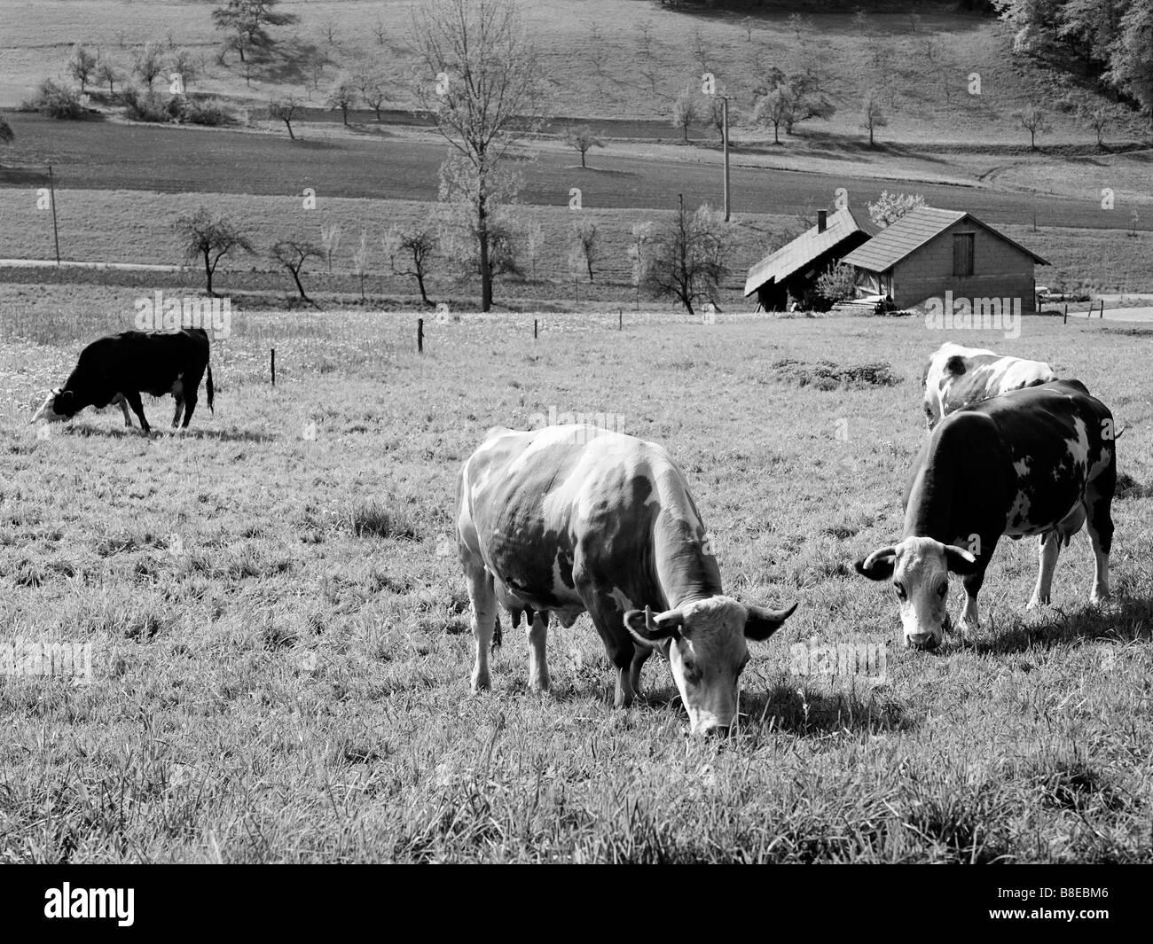 German cattle Black and White Stock Photos & Images - Alamy