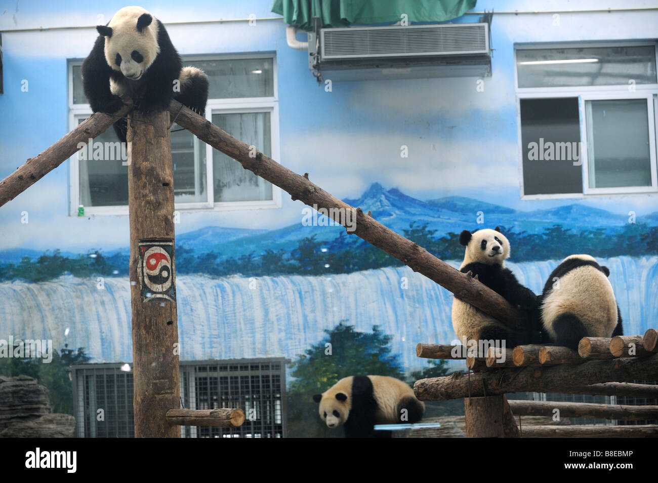 Giant pandas from the quake-hit area at the Beijing Zoo. 19-Feb-2009 ...