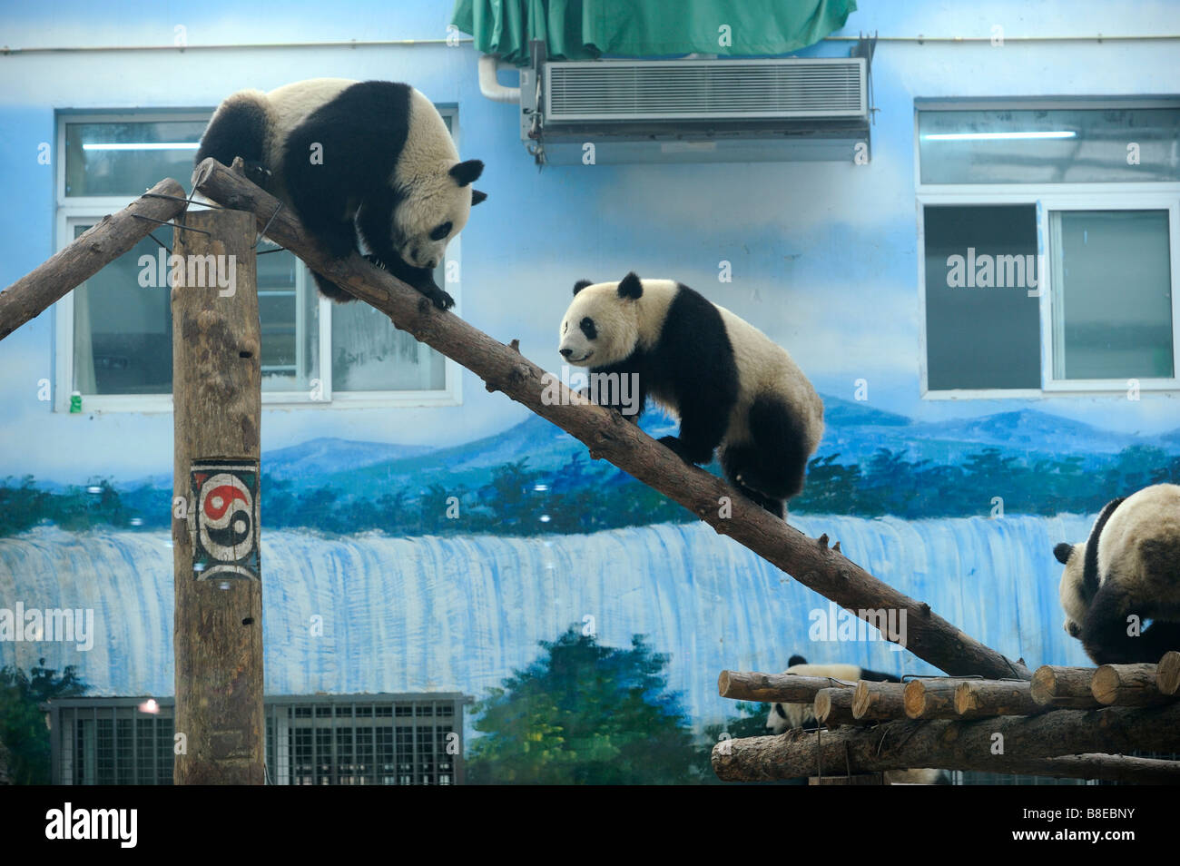 Giant pandas from the quake-hit area at the Beijing Zoo. 19-Feb-2009 ...