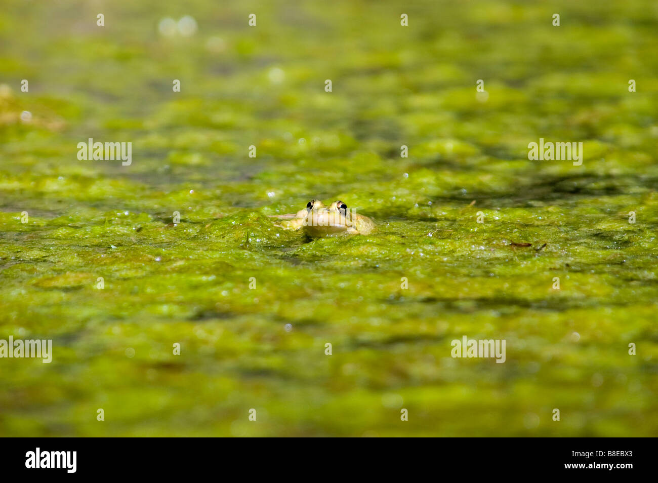 Frog in the water Stock Photo - Alamy