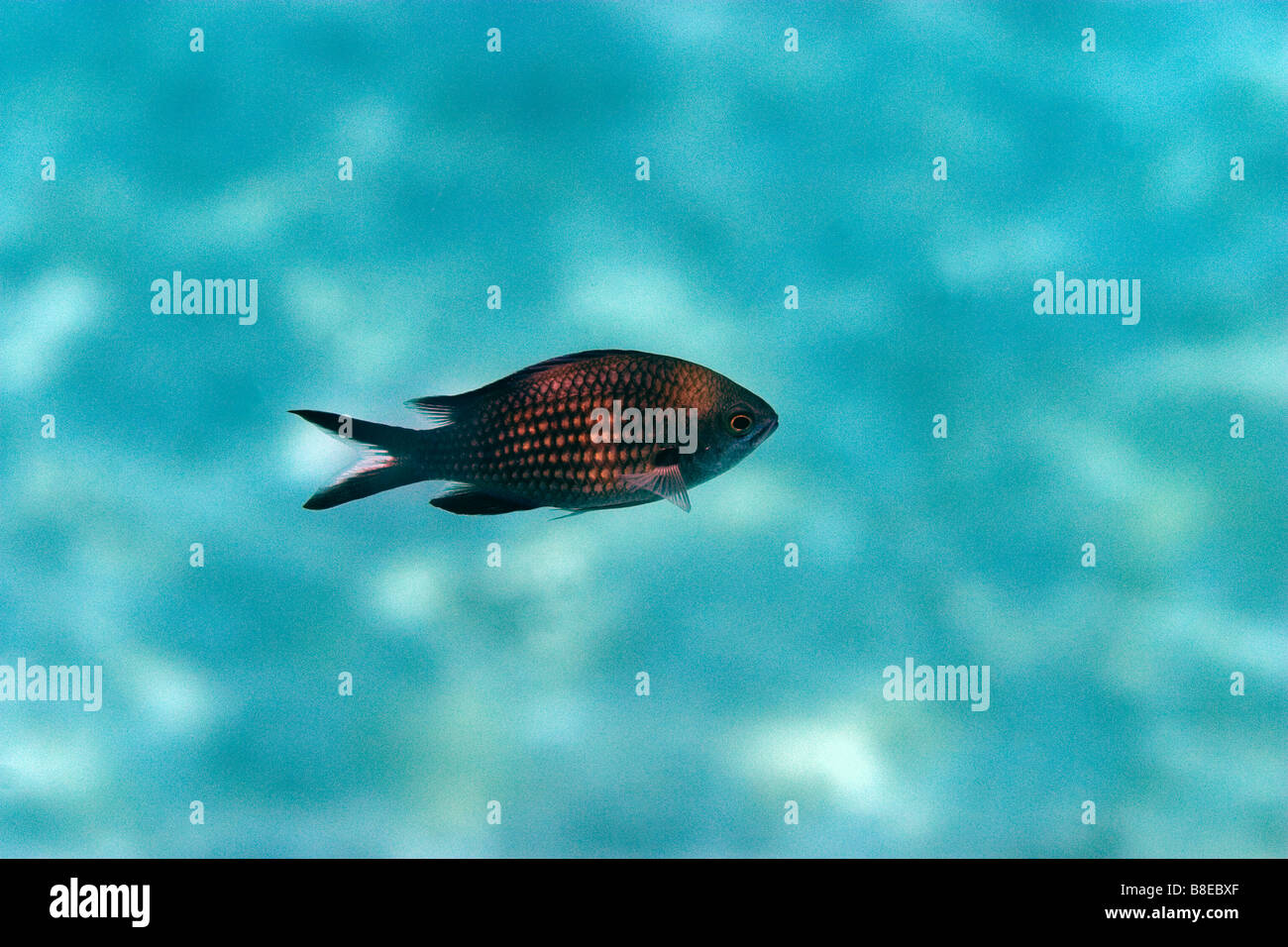 Reef dam hi-res stock photography and images - Alamy