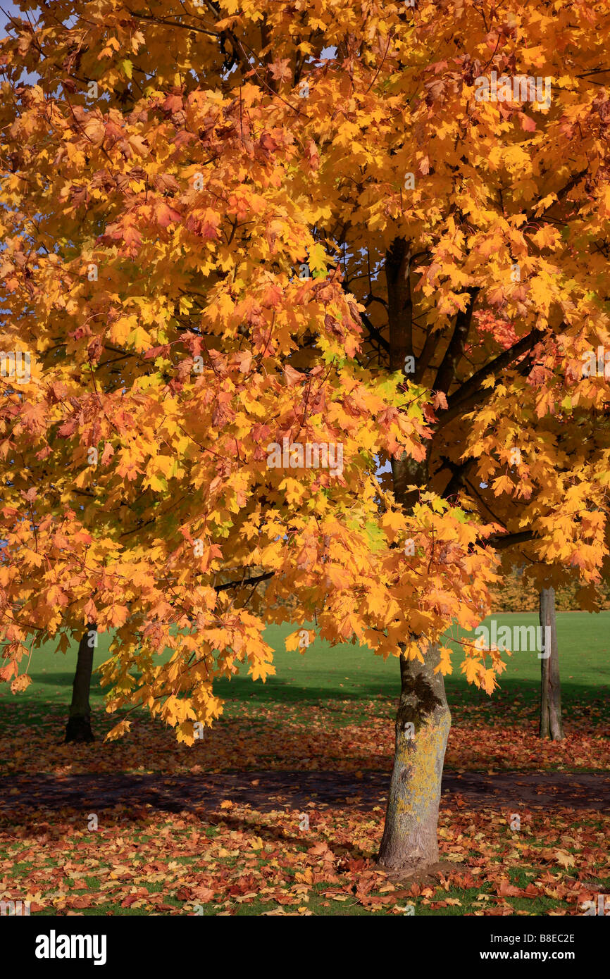 Portrait of Maple Tree in Golden Autumn Colours English Woodland ...