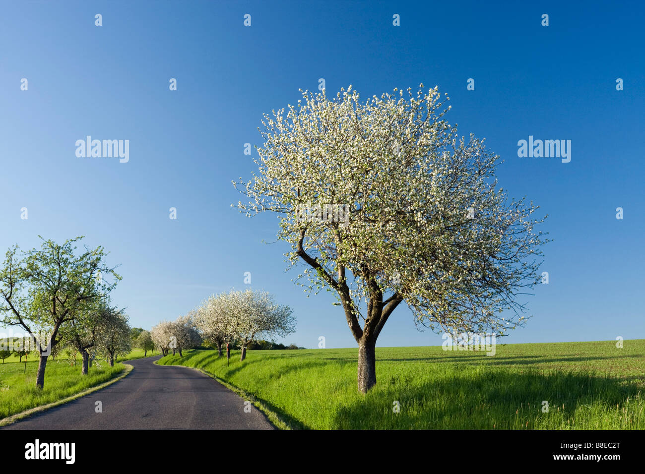 Road with flowering trees Stock Photo - Alamy