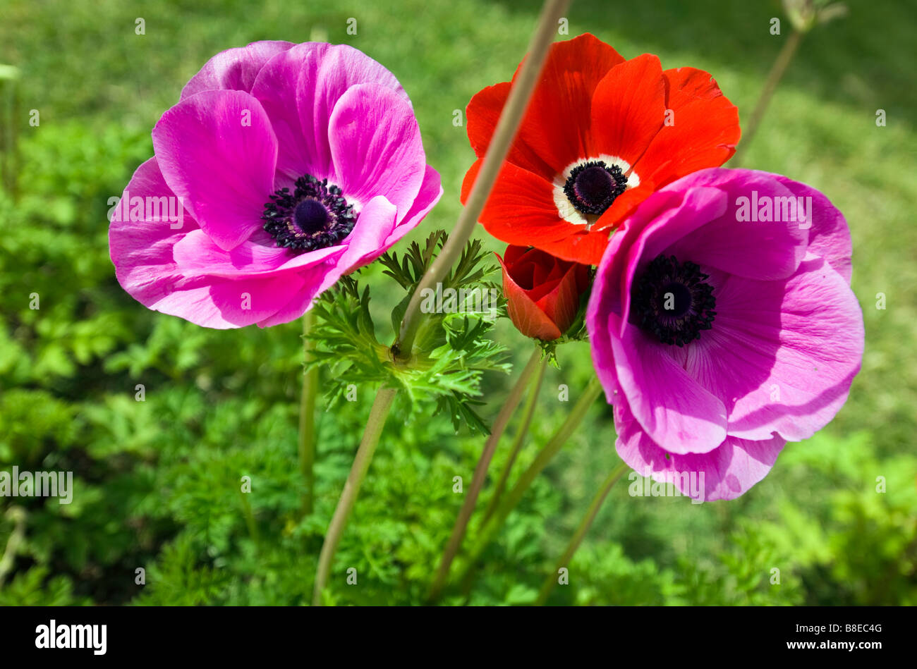 Northern red anemone hi-res stock photography and images - Alamy