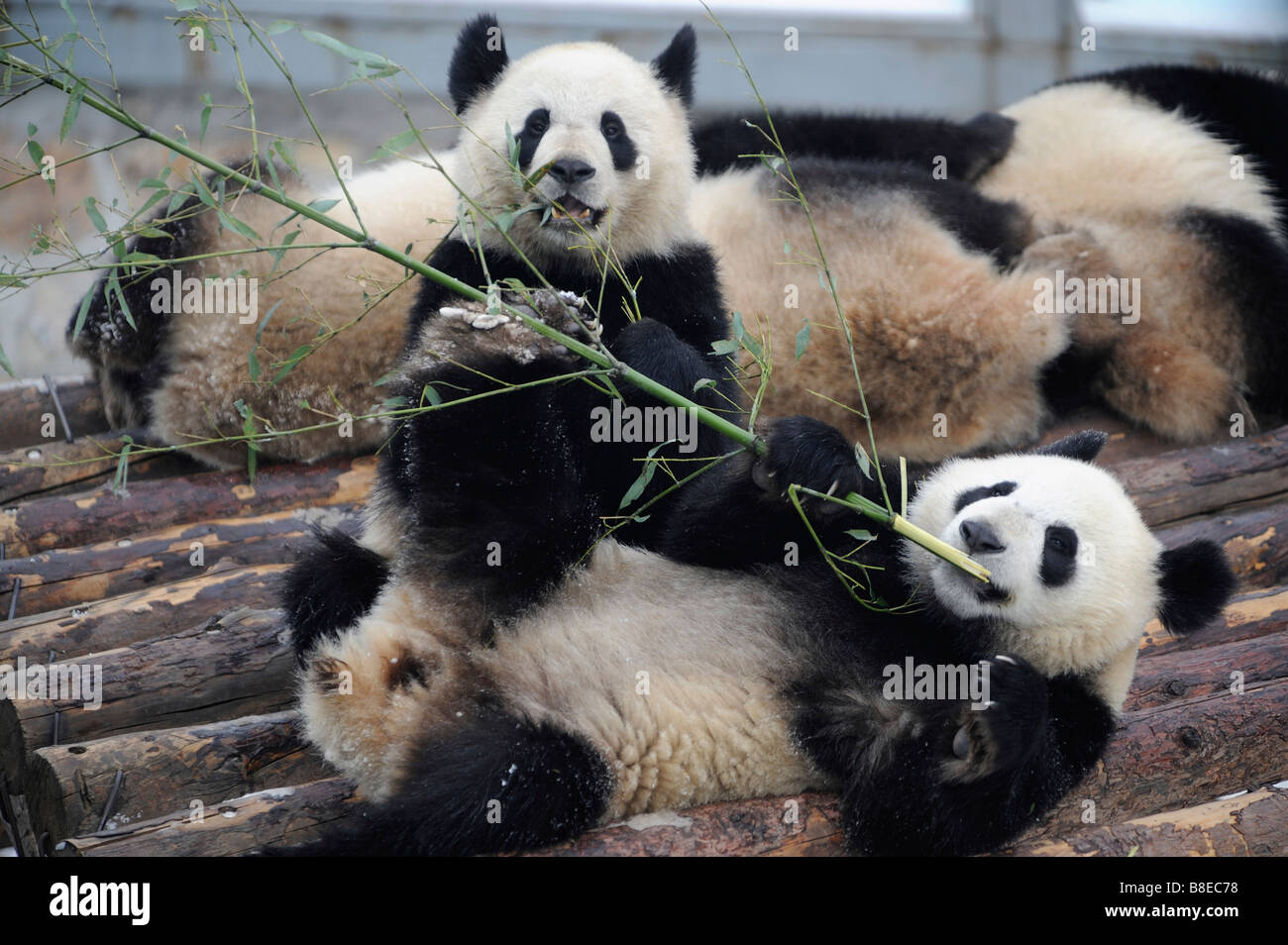 Giant pandas from the quake-hit area at the Beijing Zoo. 19-Feb-2009 ...