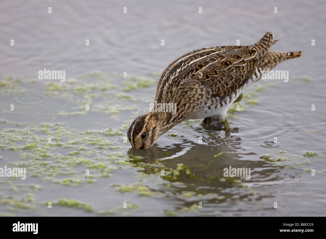 Gallingo Gallinago High Resolution Stock Photography and Images - Alamy