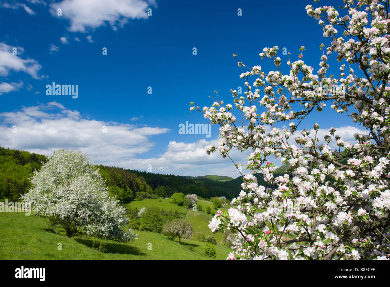 Spring forage hi-res stock photography and images - Alamy