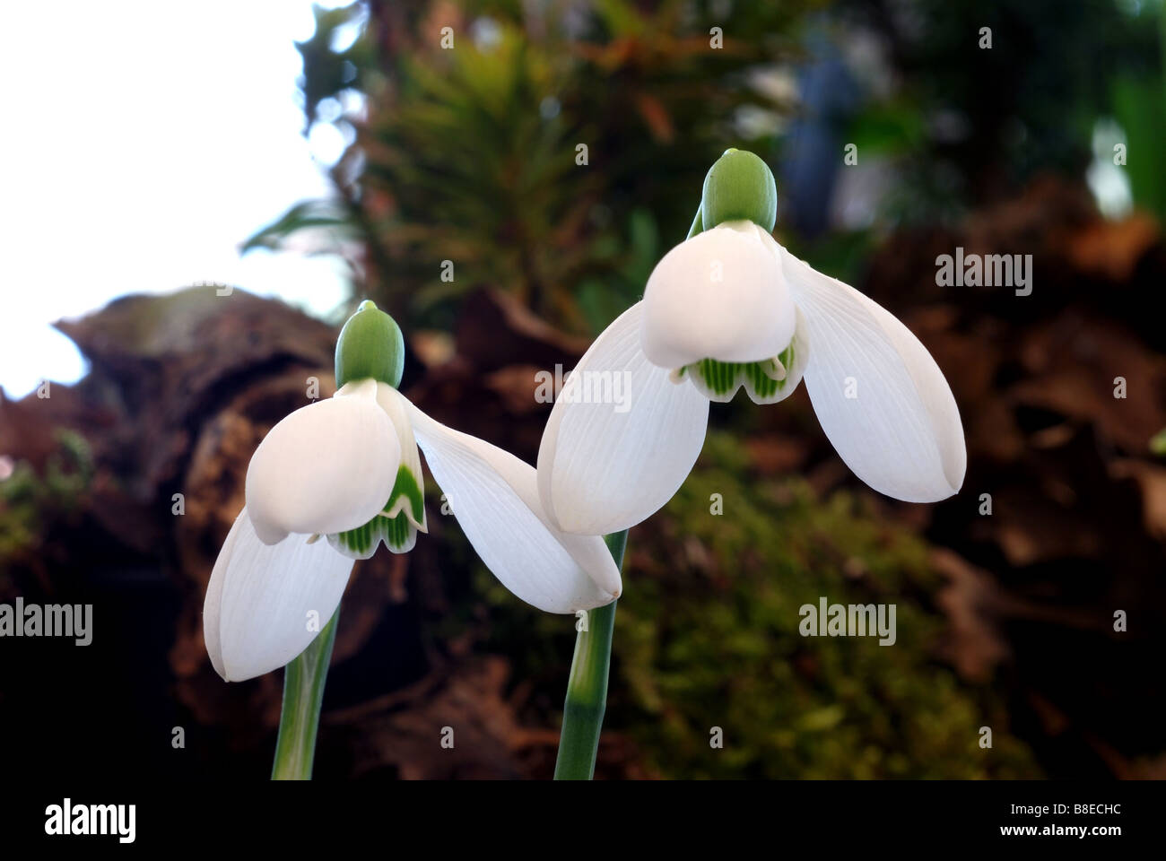 Snowdrop "Sam Arnott Stock Photo - Alamy