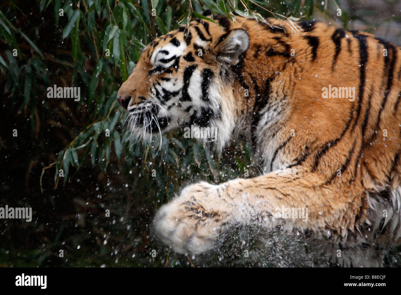 Tiger motion hi-res stock photography and images - Alamy