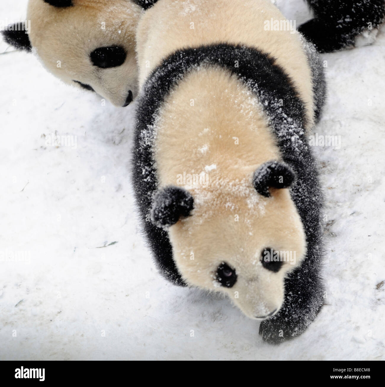 Giant pandas from the quake-hit area at the Beijing Zoo. 19-Feb-2009 ...